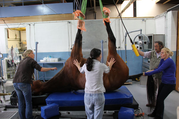 Chirurgie Generale Equine | Clinique Vétérinaire Equine Valère en Normandie