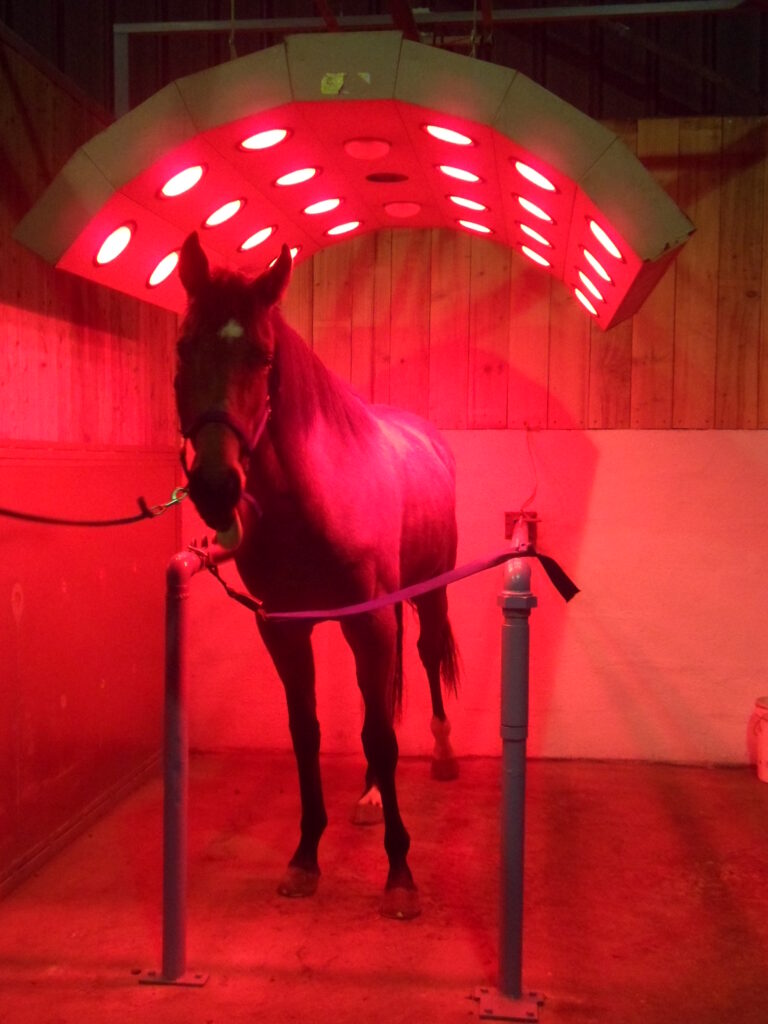Solarium Chevaux | Clinique Vétérinaire Equine Valère en Normandie